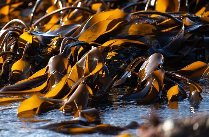 Investigan desarrollo de bebida fermentada a base de huiro - Beer Geeks